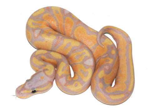 Morph List World Of Ball Pythons