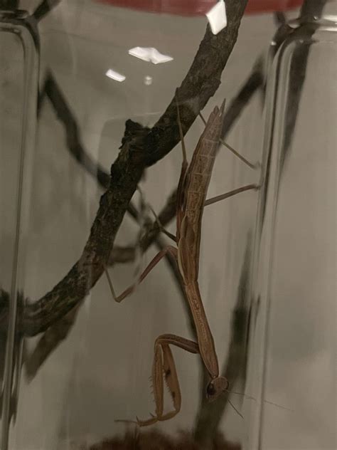 Just Picked Up My First Chinese Mantis Today What Sex Is It A Female