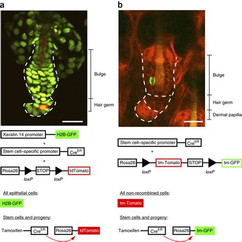 Labeling Hair Follicle Stem Cells With Inducible Cre Reporters These