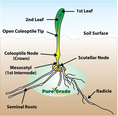 diagram of corn plant