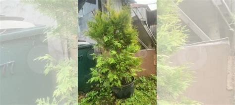 Туи, Брабант,Спиралис,Еллоу Рибон купить в Багратионовске | Товары для ...