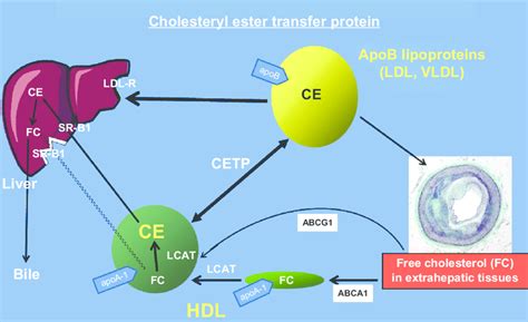 The Role Of Cetp In Reverse Cholesterol Transport Notes Beginning In Download Scientific