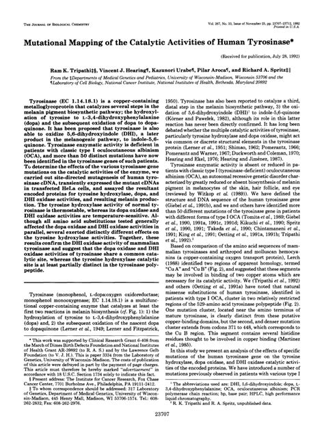 Pdf Mutational Mapping Of The Catalytic Activities Of Human Tyrosinase