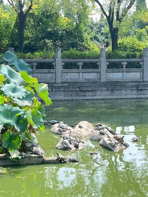 Are These Turtles Basking In The Sun Hahaha 刘敬敬