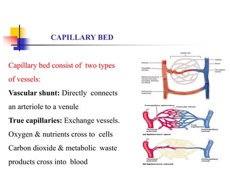 Capillary Circulation Ppt
