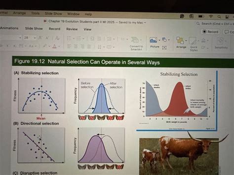 Bio Evolution P2 Flashcards Quizlet