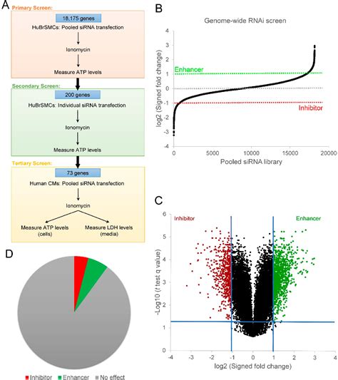 Figure 1 From Genome Wide Rnai Screen Identifies Regulators Of