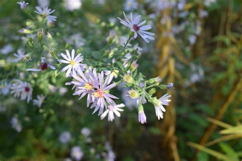 Asters Famous And Obscure Gardeninacity