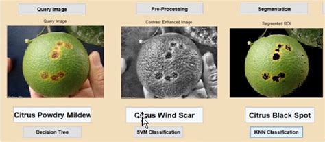 Figure 11 From Identification Of Citrus Fruit Defect Using Computer Vision System Semantic Scholar