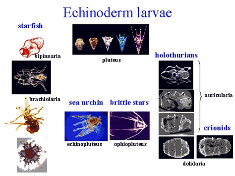 Echinoderm Larvae