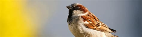 British Birds The Sparrow
