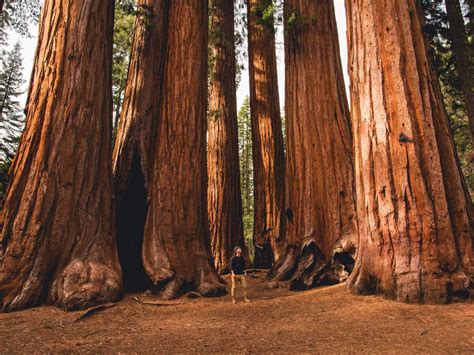 Longest Tree In California Name At Zane Bussell Blog