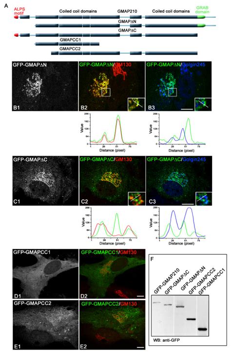 Contribution Of Both Golgi Binding Domains To The Localisation Of