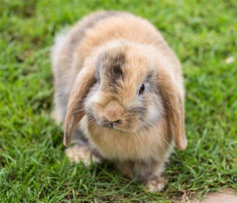 Lop Ear Rabbits Ear Care Problems Solutions The Rabbit Hop