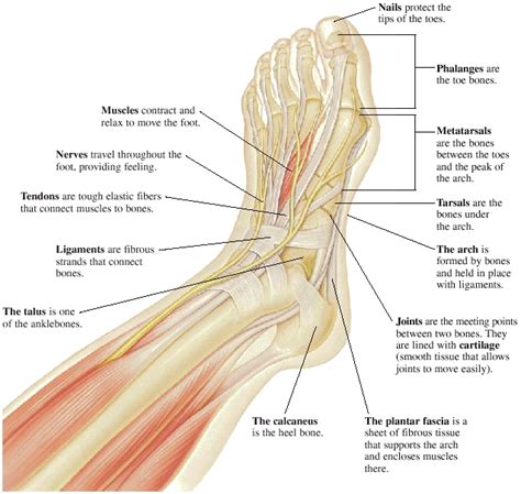 What Are Parts Of Foot At Joan Dudley Blog