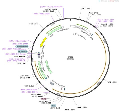 Addgene Cpsf1