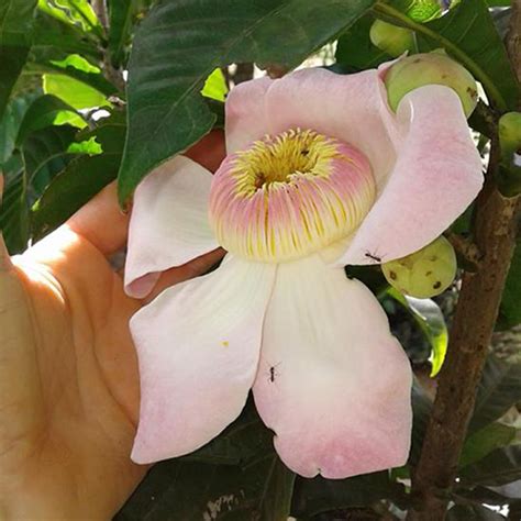 Gustavia Gracillima Heaven Lotus Flower Seeds Del Mundo