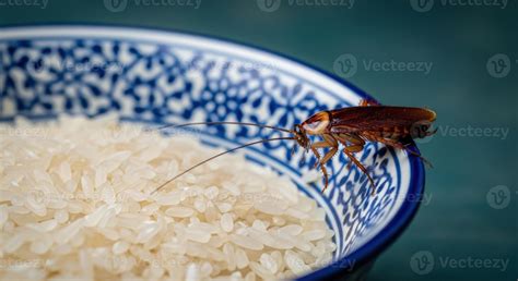 A Cockroach On A Bowl Of Rice With Blue And White Patterned Rim Against
