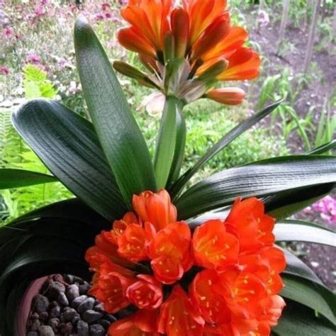 သဇင်ပန်း