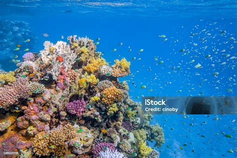 홍해에 작은 열대 어류 크로미스 비리디스 가 많은 아름다운 산호초의 바다 생물 라하미 베이 마르사 알람 이집트 마르사 알람에 대한 스톡 사진 및 기타 이미지 Istock