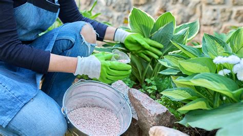 When To Fertilize Plants