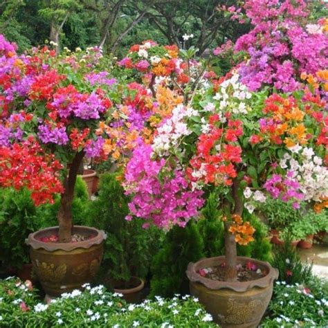 Jual Bibit Tanaman Bugenvil Tanaman Hias Bunga Langka Bugenvilebugenvil Bunga Kertasbugenvil