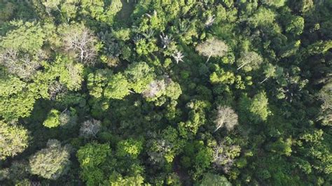 Tree Top View Stock Video Footage For Free Download