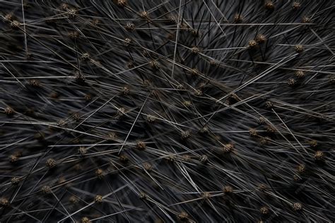 Premium Ai Image Needles Texture Background
