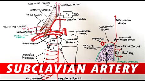 Anatomy Subclavian Artery Branches Youtube