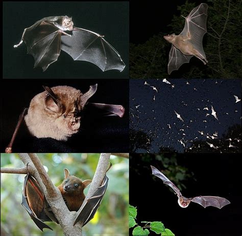 Bat Wikipedia