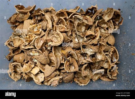 Closeup Of Empty Walnut Shells And Partitions Juglans Regia Folk