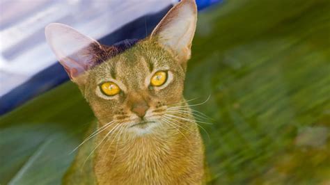 Unravel The Fascinating Tale Of Abyssinian Cats