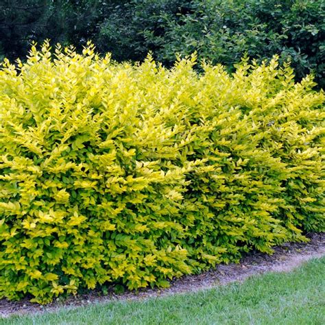 Golden Privet Hedging Ligustrum Ovalifolium Aureum Roots Plants