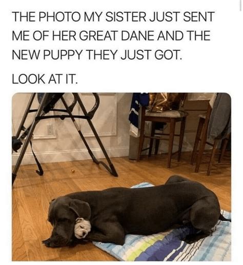 They Look So Cute R Wholesomememes