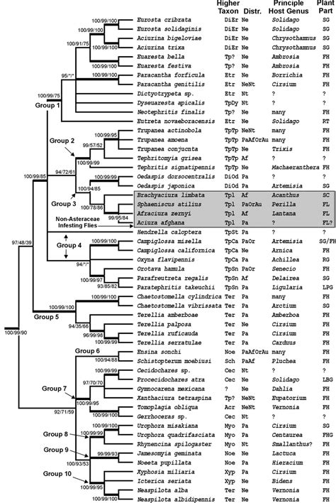 The 90 Majority Rule Consensus Tree Derived From Bayesian Analysis Of Download Scientific