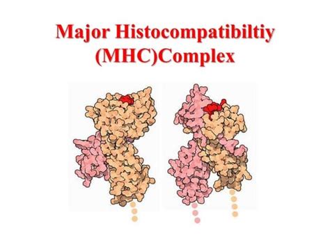 Mhc Major Histocompatibility Complex Ppt