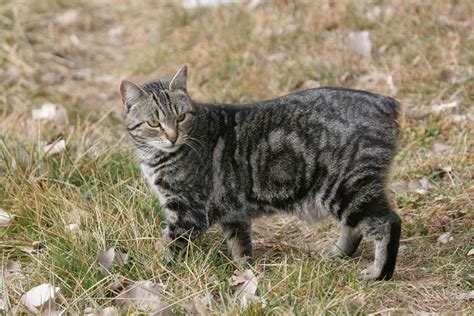 What Color Are Manx Cats