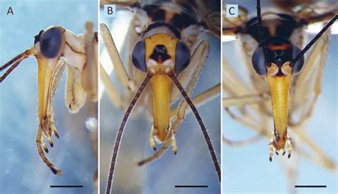 Heads Of Two Scorpionfly Species P Lacedaemonia Albania Mesopotam