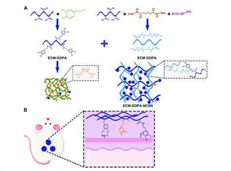 Model Diagram Of Ecm Preparation Of Biological Glue A Ecm Is