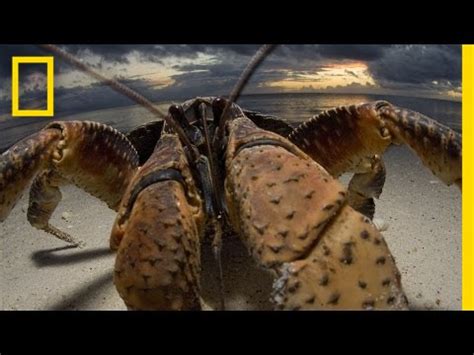 Crabzilla