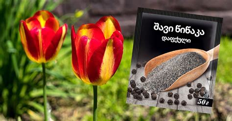 შავი წიწაკა და კიდევ რამდენიმე მეთოდი როგორ დაიცვათ ტიტები მავნებლებისგან