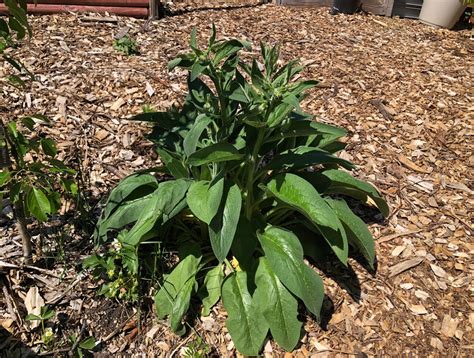 Comfrey Root Cuttings Etsy