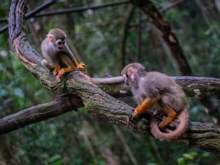 Découvrir La Faune Guyane Amazonie