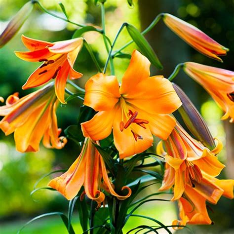 Lily (Lilium) African Queen Order online in EU directly from Holland