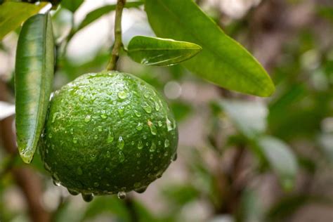 The Complete Guide To Orange Tree Pollination Minneopa Orchards