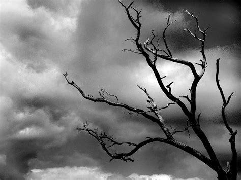 Storm Tree Free Photo Download FreeImages