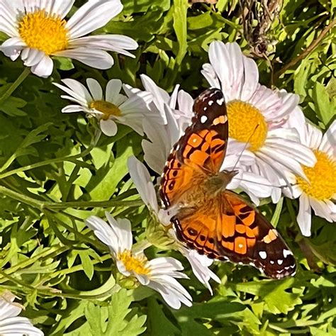 9 Library Of Professional Coaching