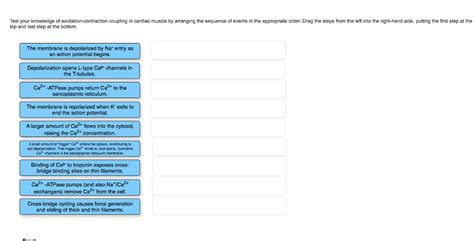 Solved Test Your Knowledge Of Excitation Contraction