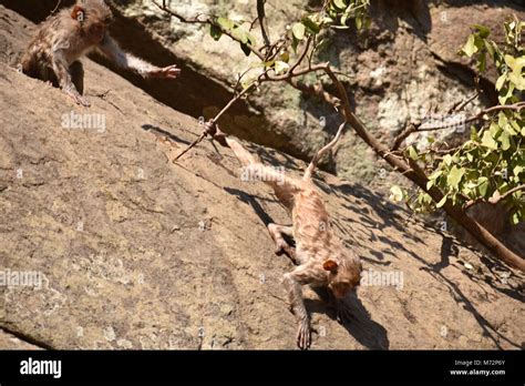 Monkeys Playing Monkeys Jumping Water Hi Res Stock Photography And Images Alamy