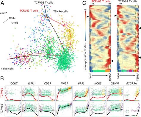 Pseudotemporal Reconstruction Of The γδ T Cell Maturation Trajectory